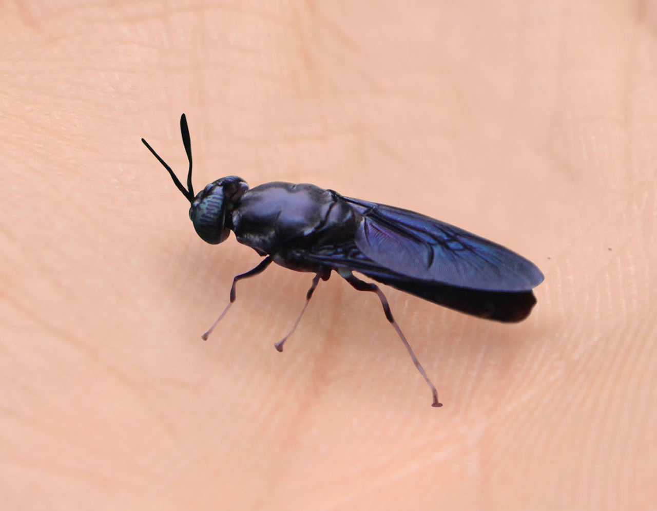 Hermetia Illucens (The Black Soldier Fly)