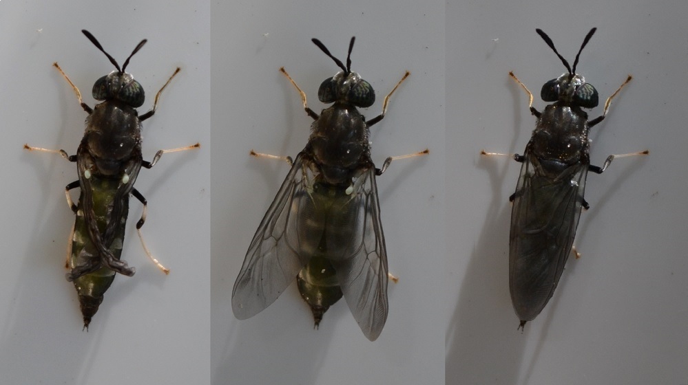 Hermetia Illucens (The Black Soldier Fly)