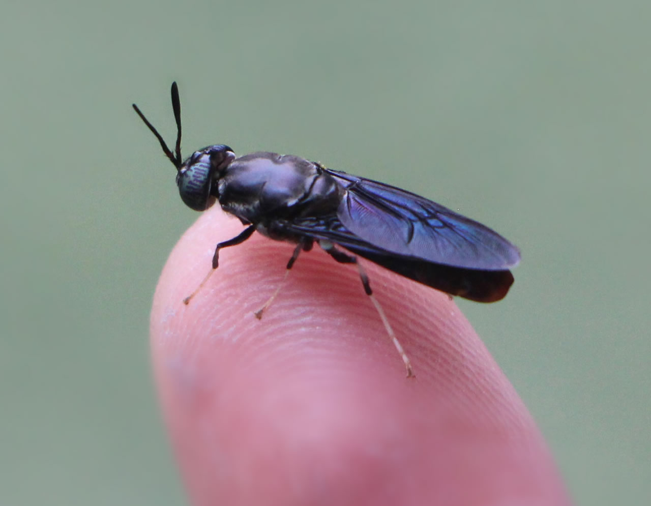 Hermetia Illucens (The Black Soldier Fly)